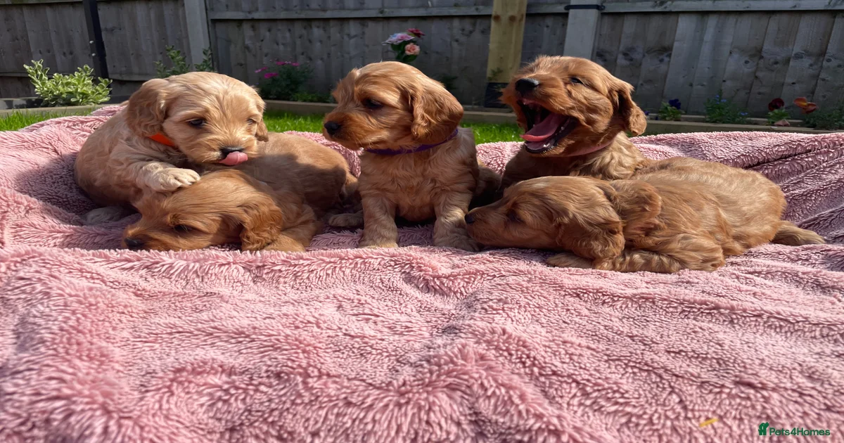 Cockapoo Puppies for sale | Pets4Homes