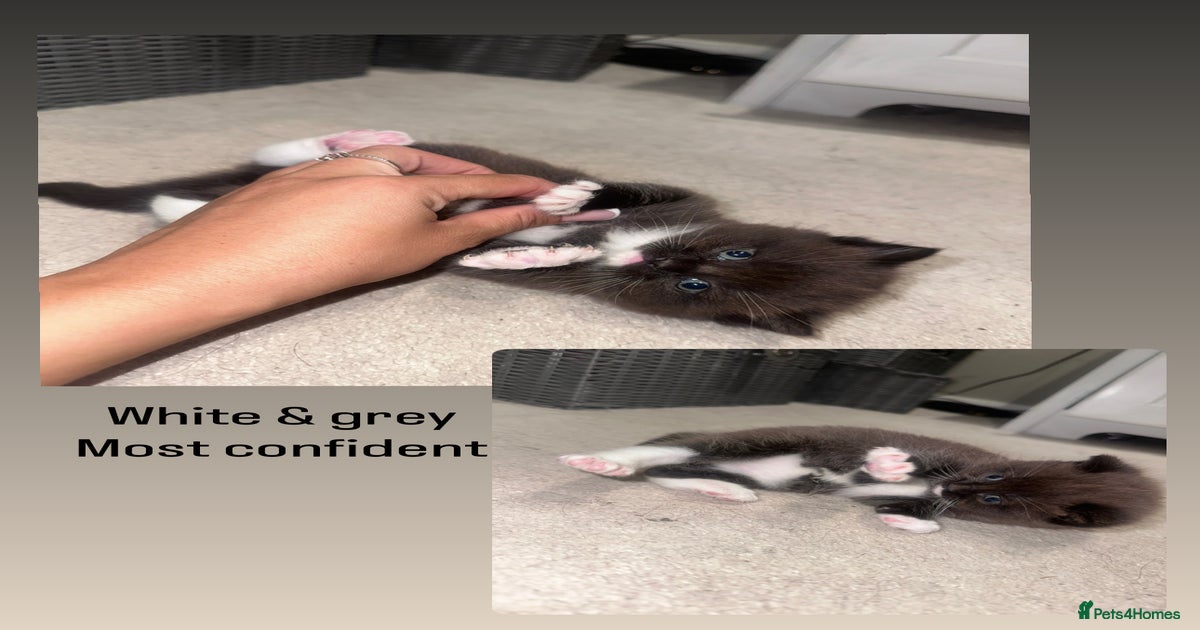 British Longhair Kitten 3 - Three long hair British blue cross kittens ...