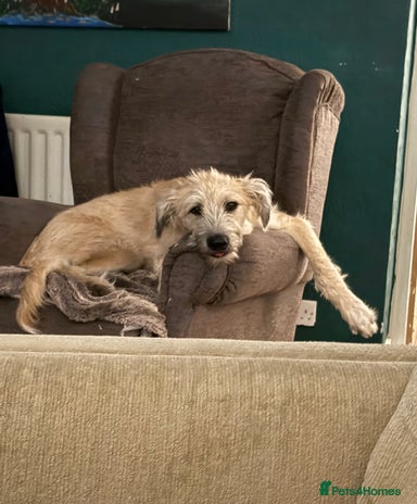 Lurcher Dogs Breed - Information, Temperament, Size & Price | Pets4Homes