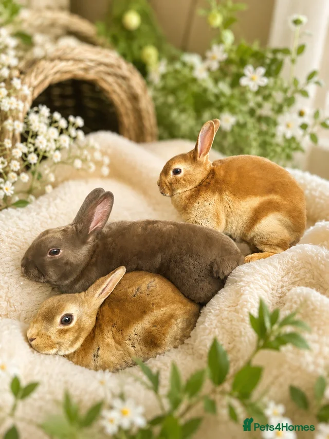 Rex Baby Rabbits for sale in Mansfield | Pets4Homes