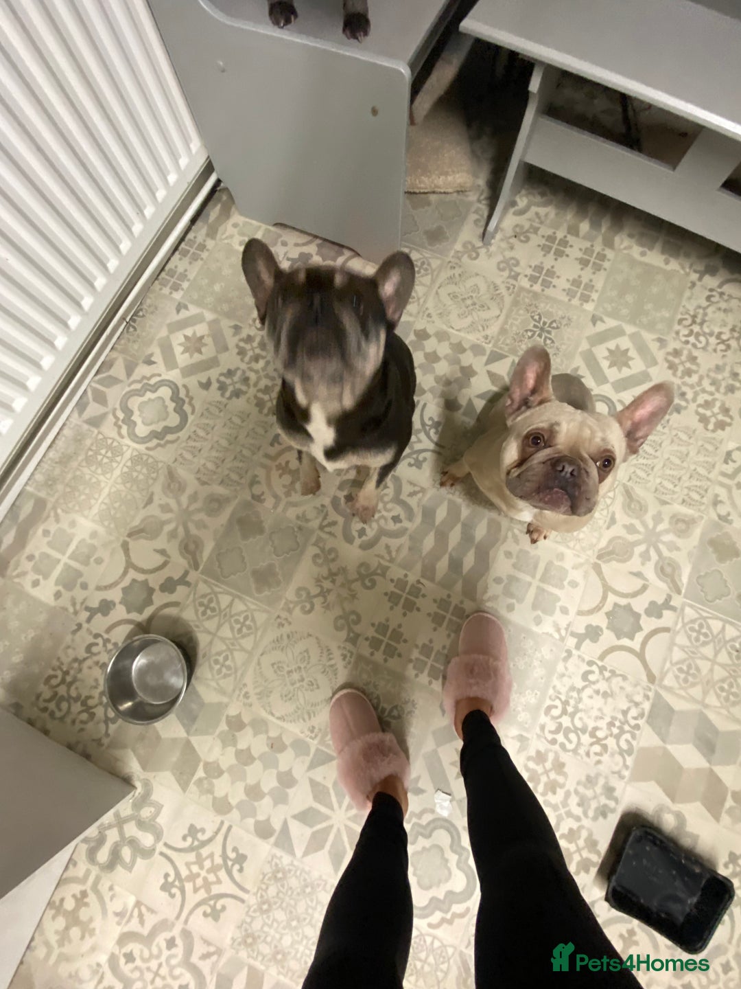 Three french bulldogs for sale in Middlesbrough | Pets4Homes