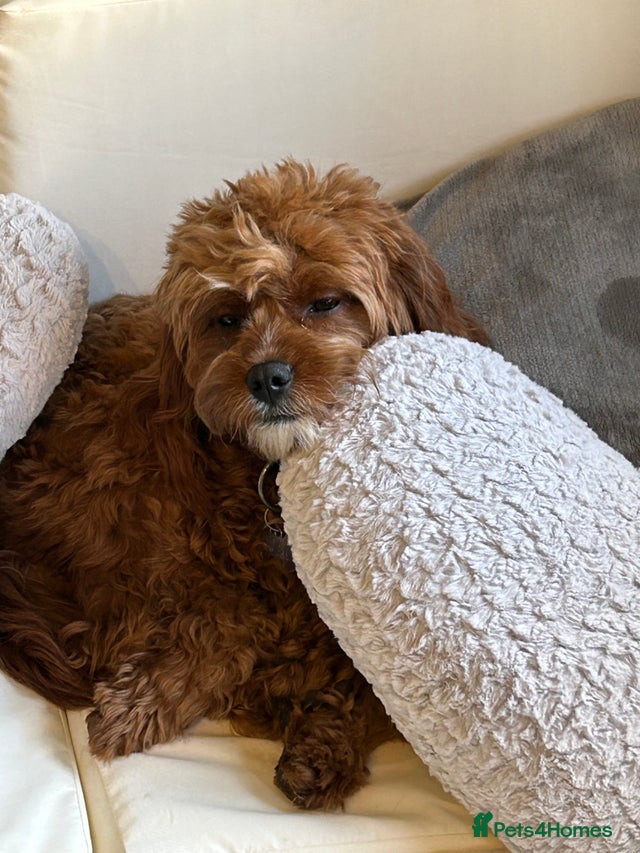 FOR STUD - Gorgeous red cavapoo for stud in Leigh-on-Sea | Pets4Homes
