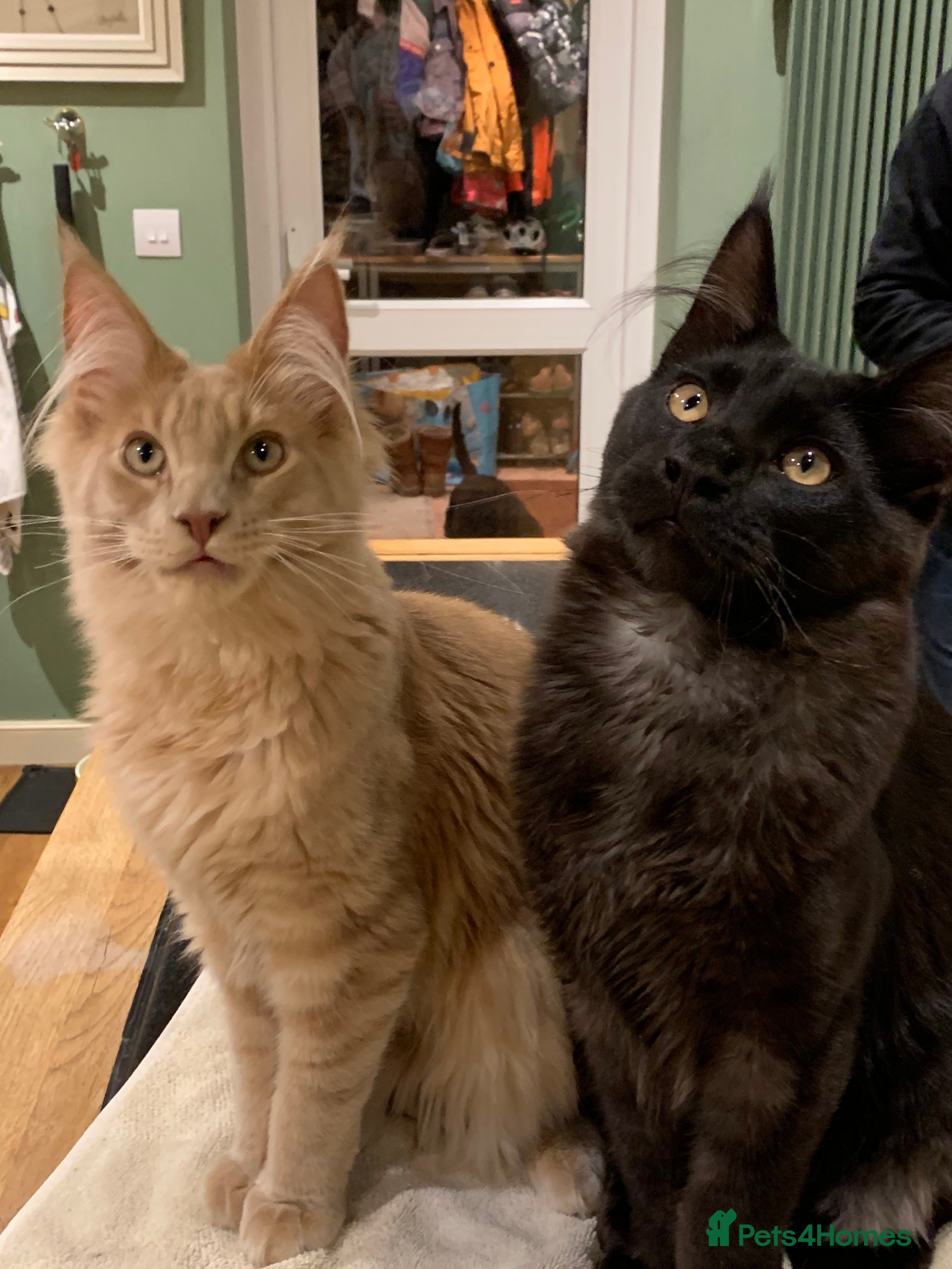 Beautiful Maine Coon brothers for sale in Ipswich | Pets4Homes