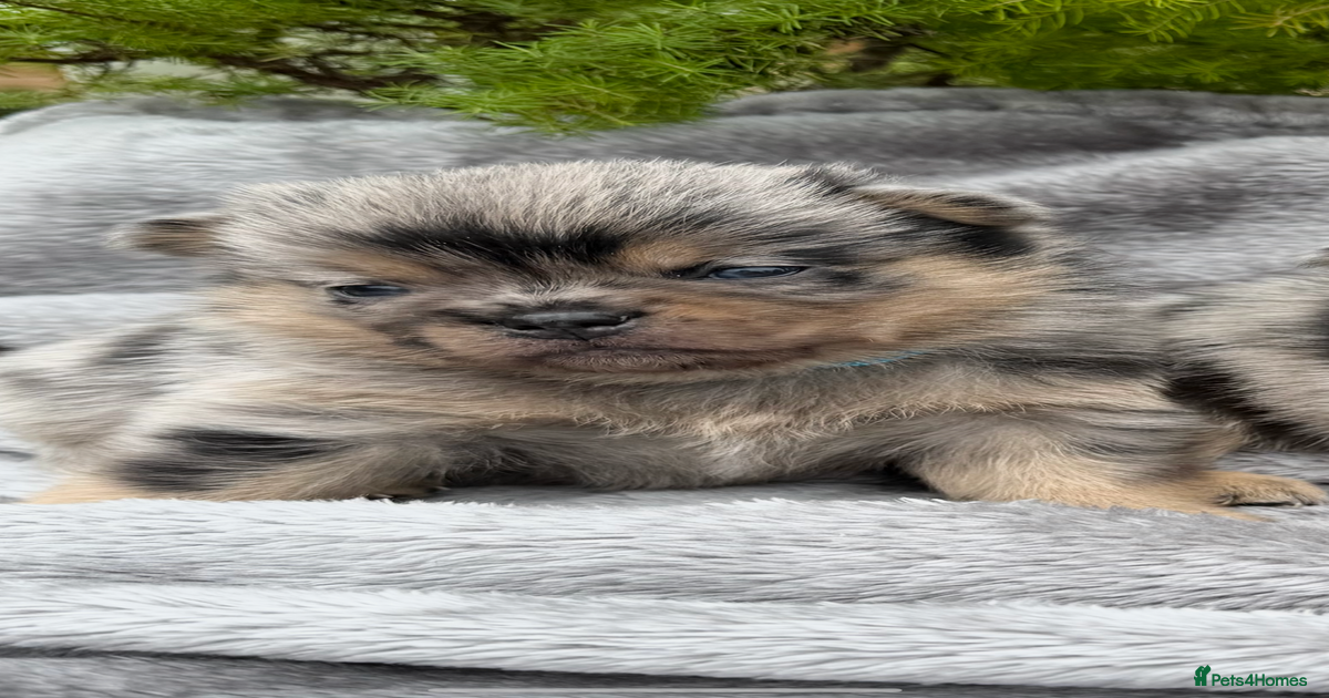 Blue Merle & Tan (Blue) - RARE Pom-a-Pug Fluffy Petite Pups-Pomeranian ...