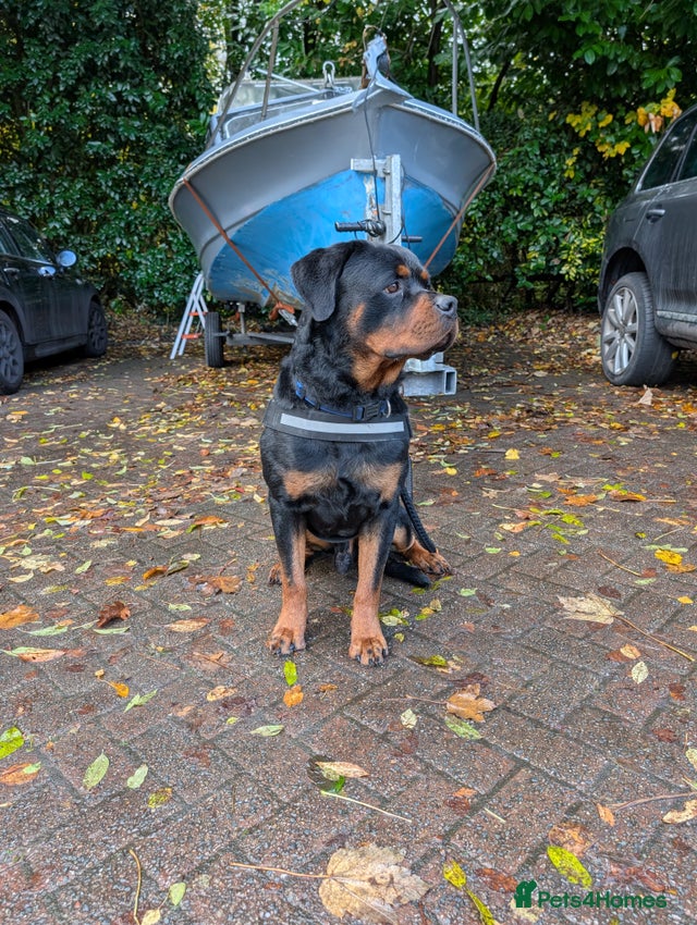 🐶 Ready Now – KC Rottweiler Puppies – German ADRK for sale in ...