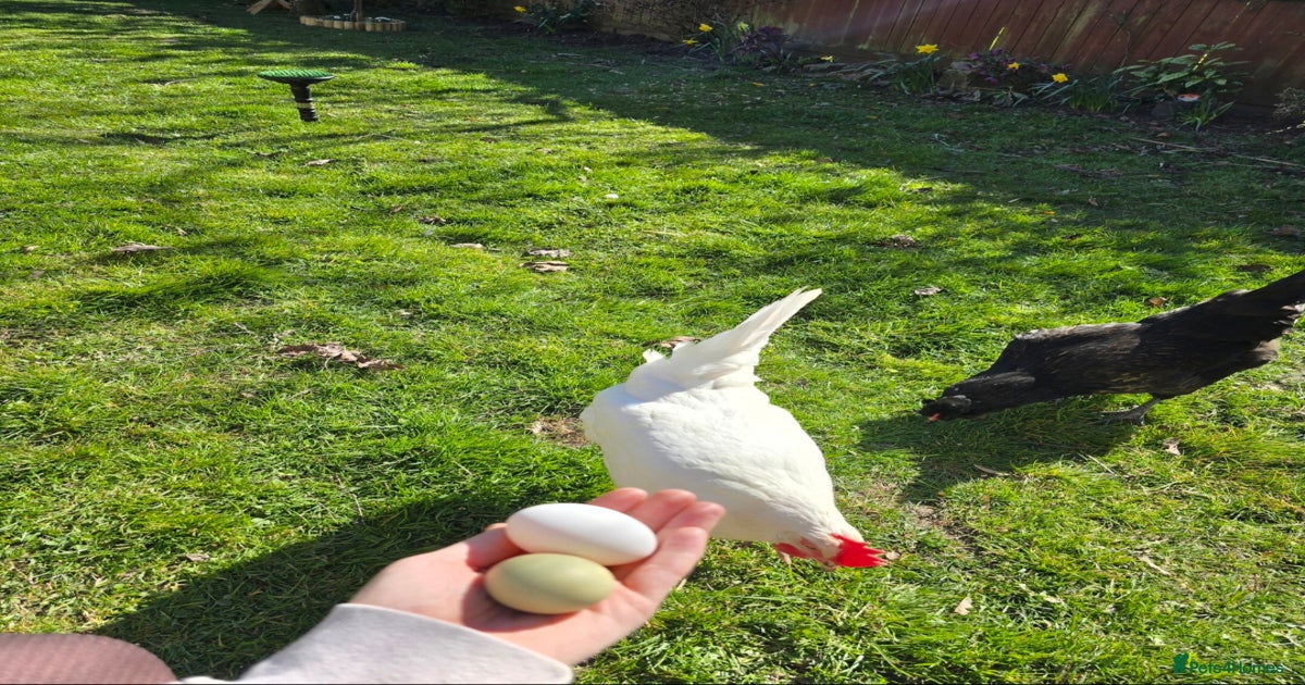 2 x POL chickens for sale in Spennymoor | Pets4Homes