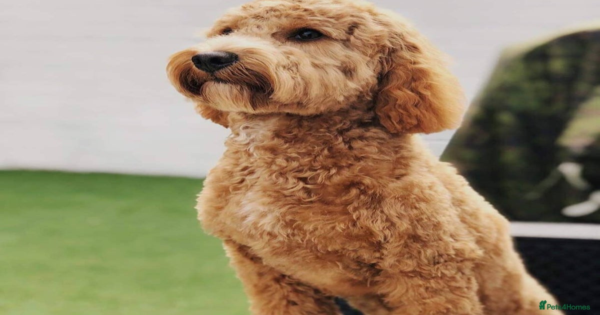 Ralph *STUD* F1 Miniature Cockapoo for stud in Wigan | Pets4Homes