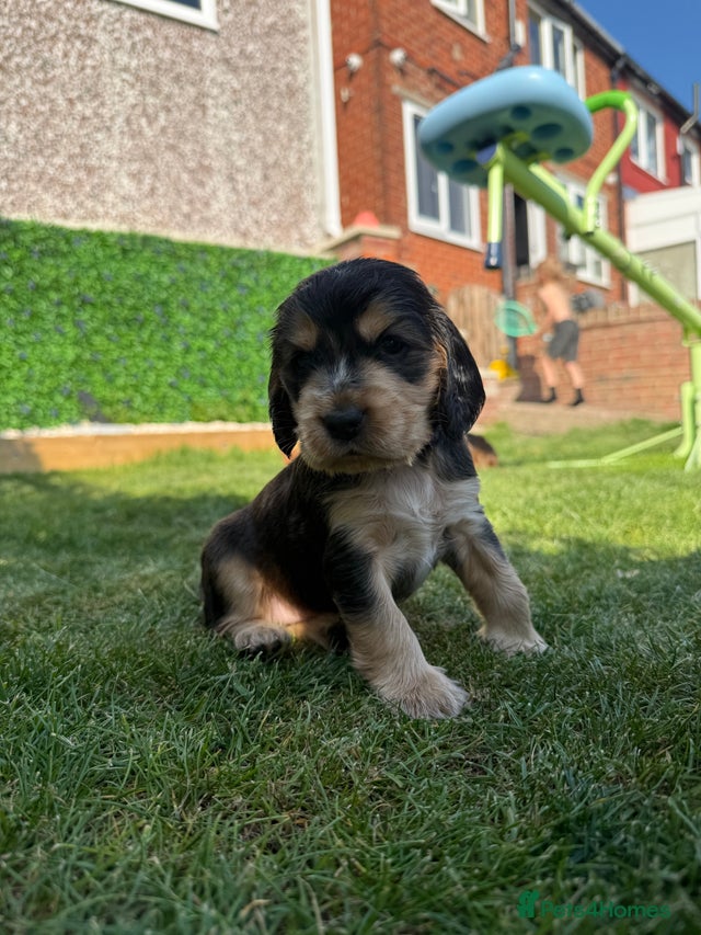 REDUCED X2 Black Sable Female Show Type Cockers for sale in Barnsley ...