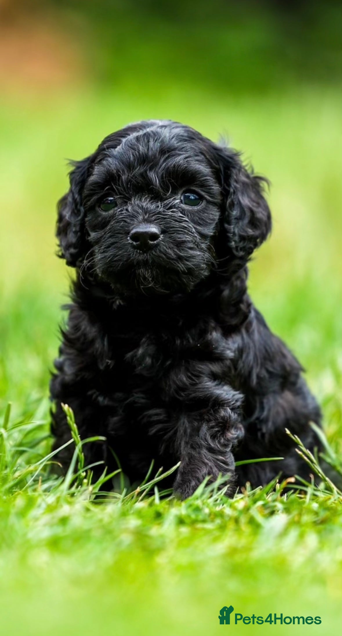 Cute rare black Cavapoo for sale in Manchester | Pets4Homes
