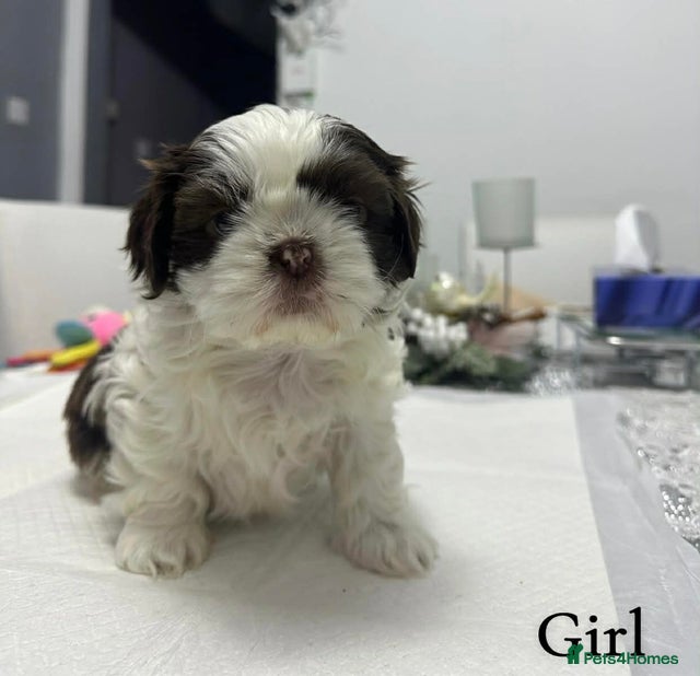 2 female and 1 male Shih Tzu puppies for sale in Hull | Pets4Homes