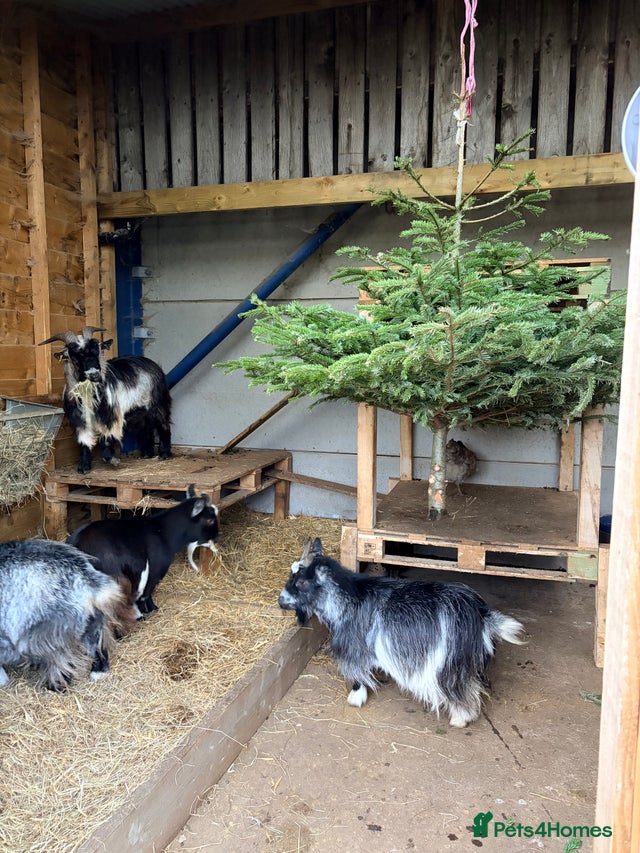 Billy Goat For Sale for sale in Whitchurch | Pets4Homes
