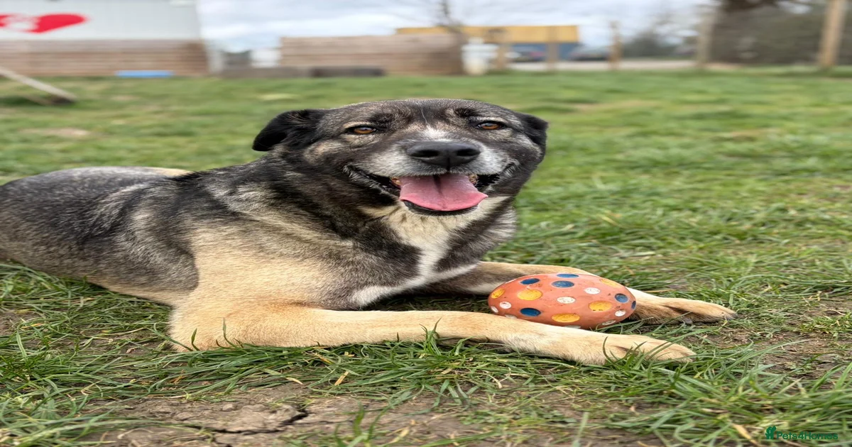 Free dog Dogs for adoption | Pets4Homes
