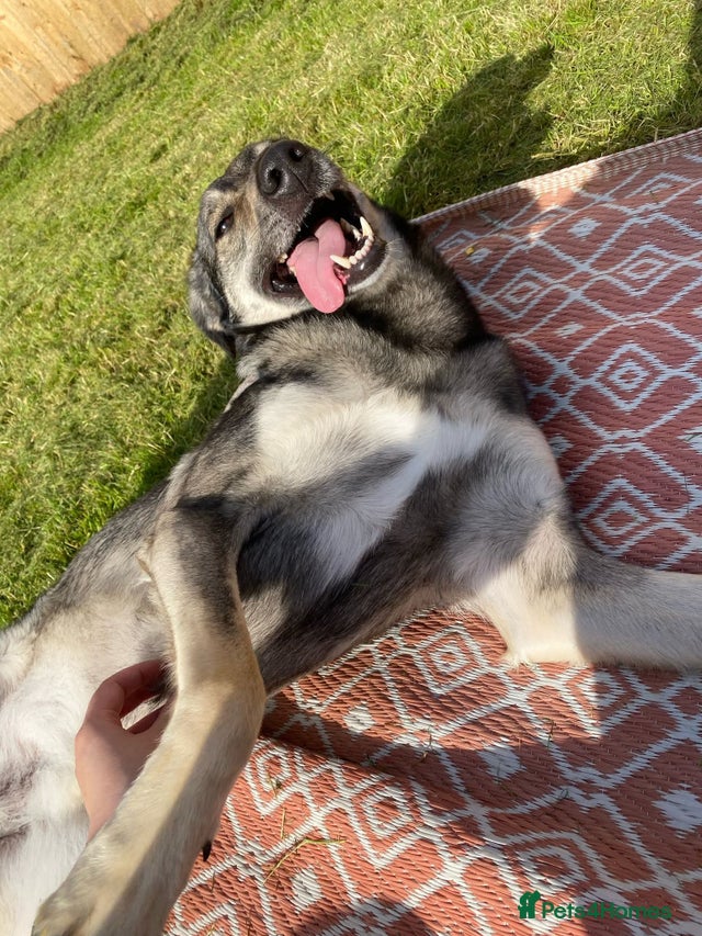 Meet Vinnie, currently residing in Cheshire for adoption in Wilmslow ...