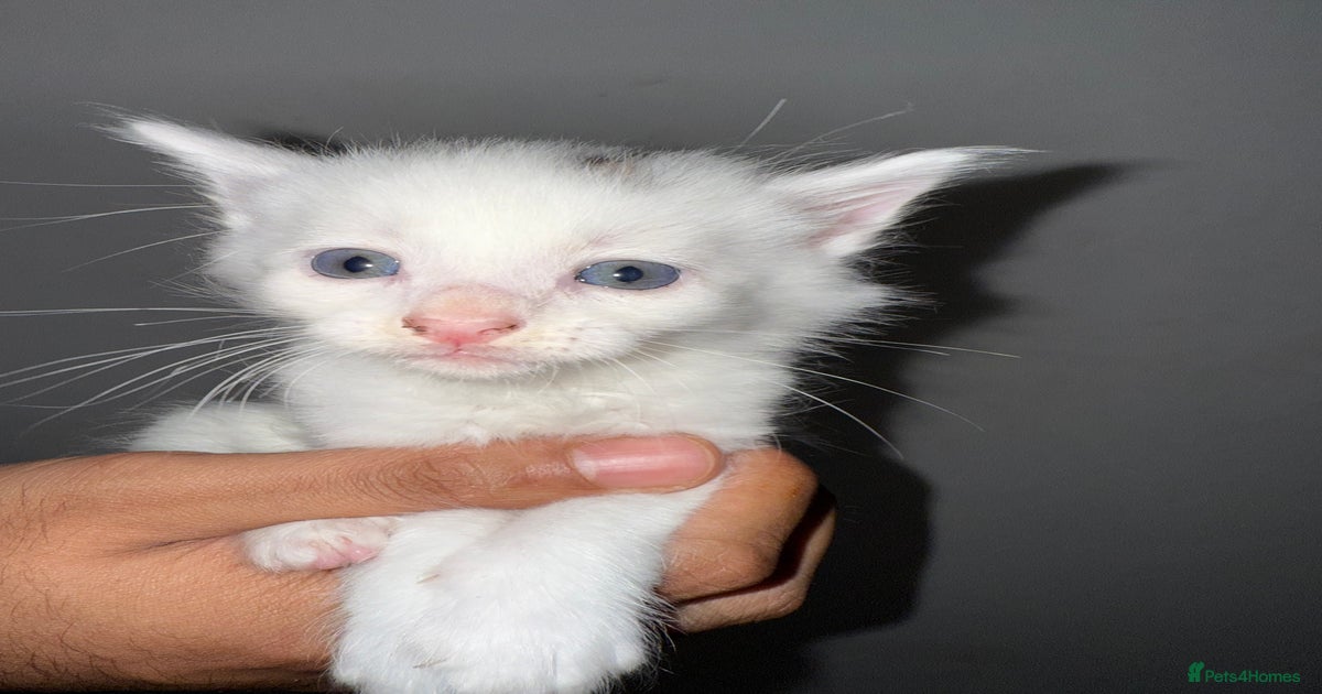 Bengal x Turkish Angora Kittens for sale in Cardiff | Pets4Homes