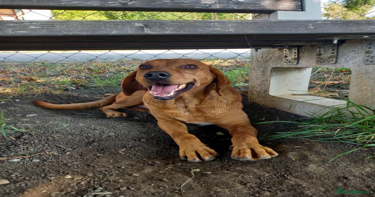 Rescue Dogs for adoption | Pets4Homes