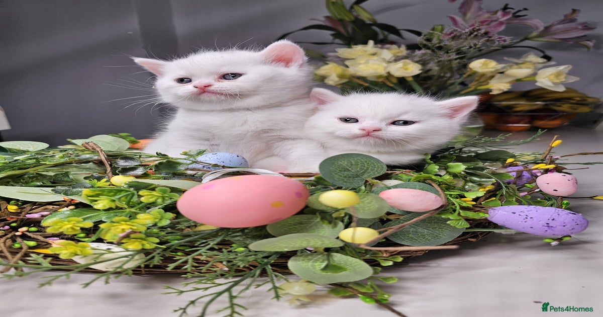 ️ GCCF Last Odd Eyed White BSH Boy ️ for sale in Wallingford | Pets4Homes