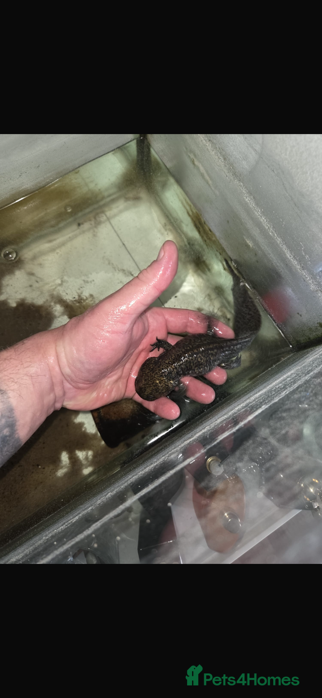 Axolotl “mexican walking fish” for sale in Greenford | Pets4Homes