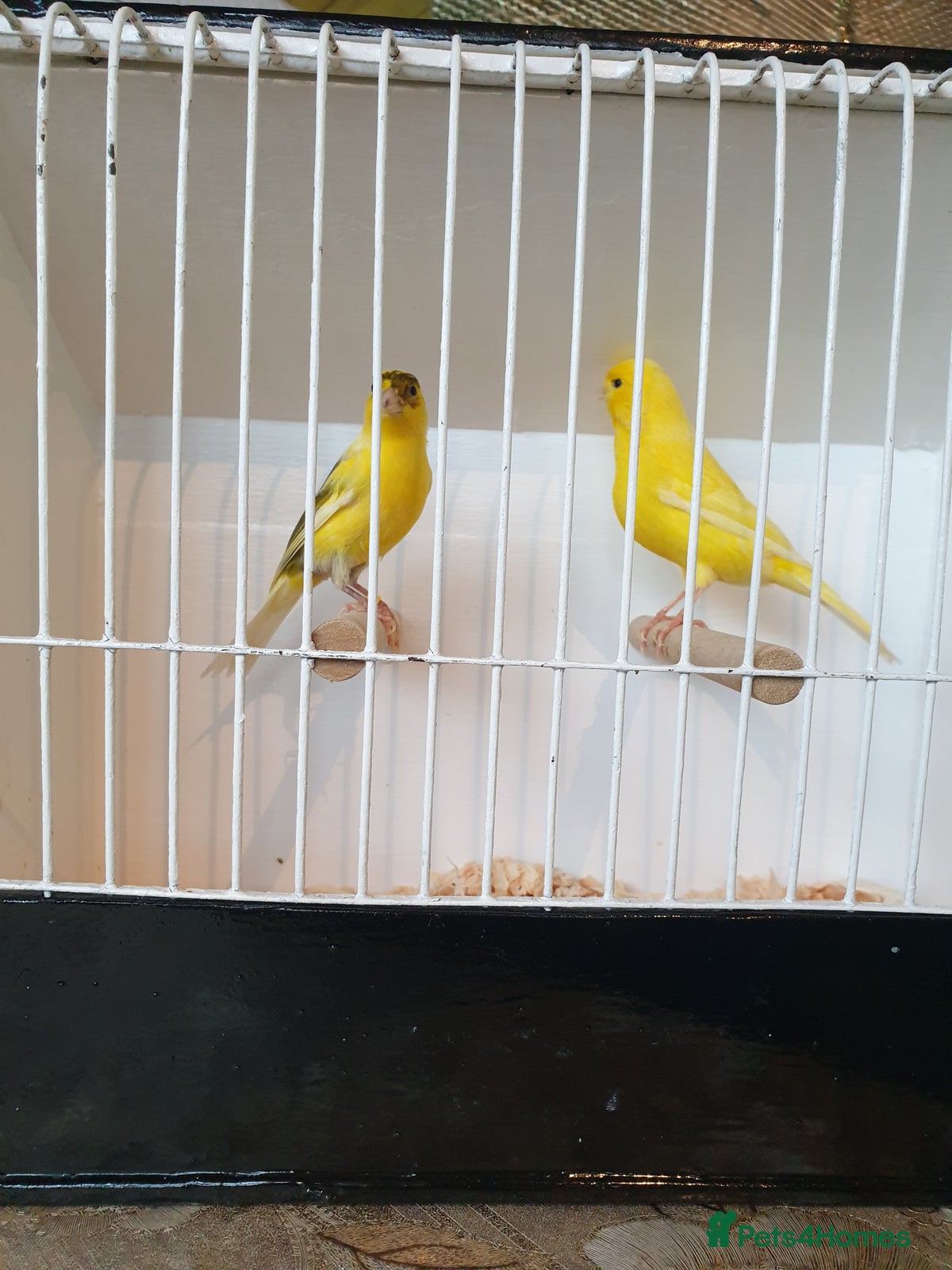 White Canaries birds for sale | Pets4Homes