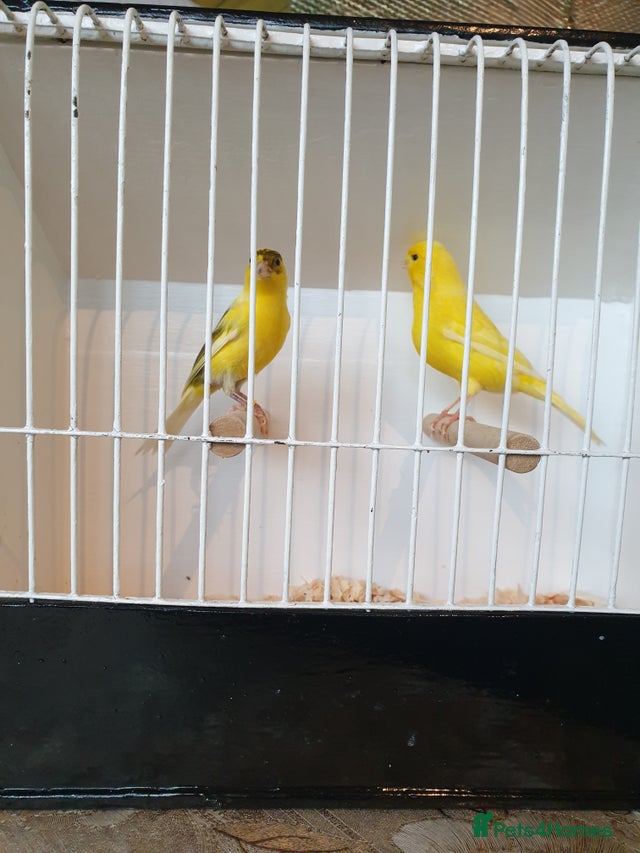 White Canaries birds for sale | Pets4Homes