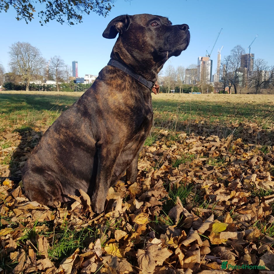 Staffy Mixed Breed puppies for sale | Pets4Homes