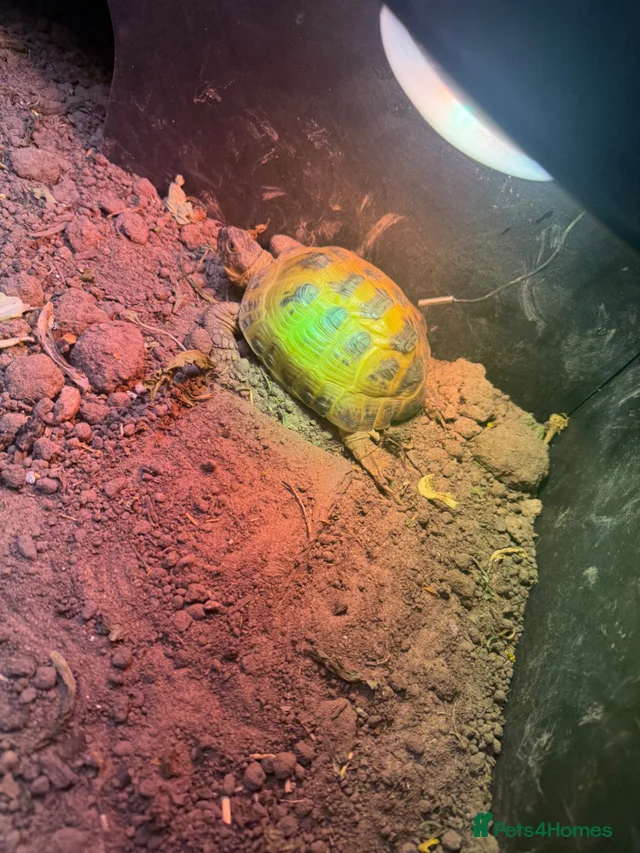 Tortoise for sale for sale in Cleckheaton | Pets4Homes