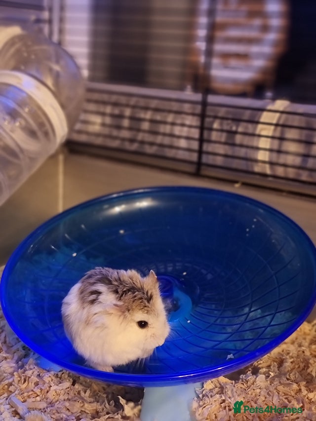 Roborovski dwarf hamster. for sale in York | Pets4Homes
