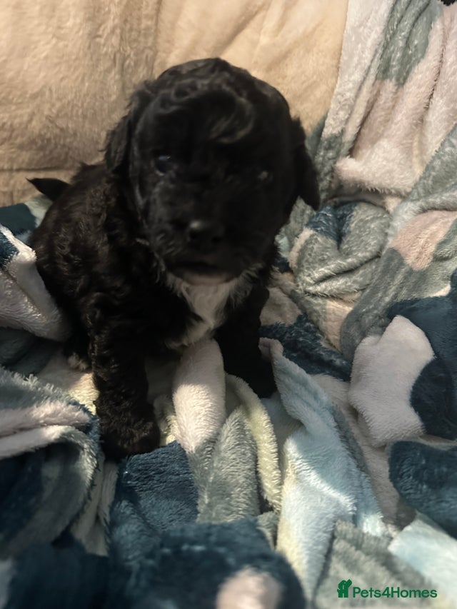 Cockapoo Puppy for sale in West Malling | Pets4Homes