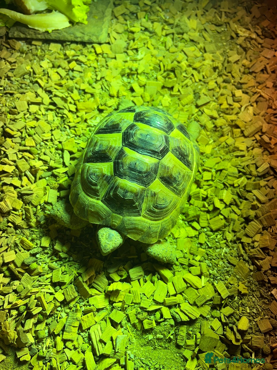 Hermann Tortoise reptiles for sale | Pets4Homes