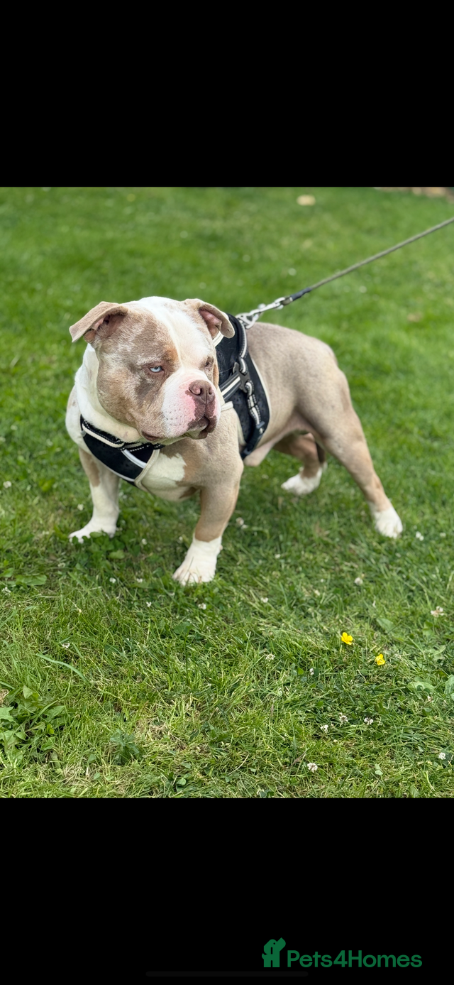 ABKC Lilac merle male pocket bully for sale in Leeds | Pets4Homes