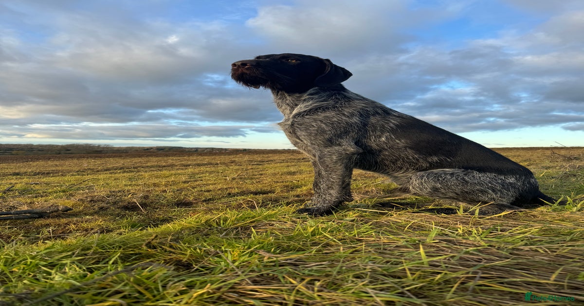Liver & White ticked health tested GWP at stud for stud in Clitheroe ...