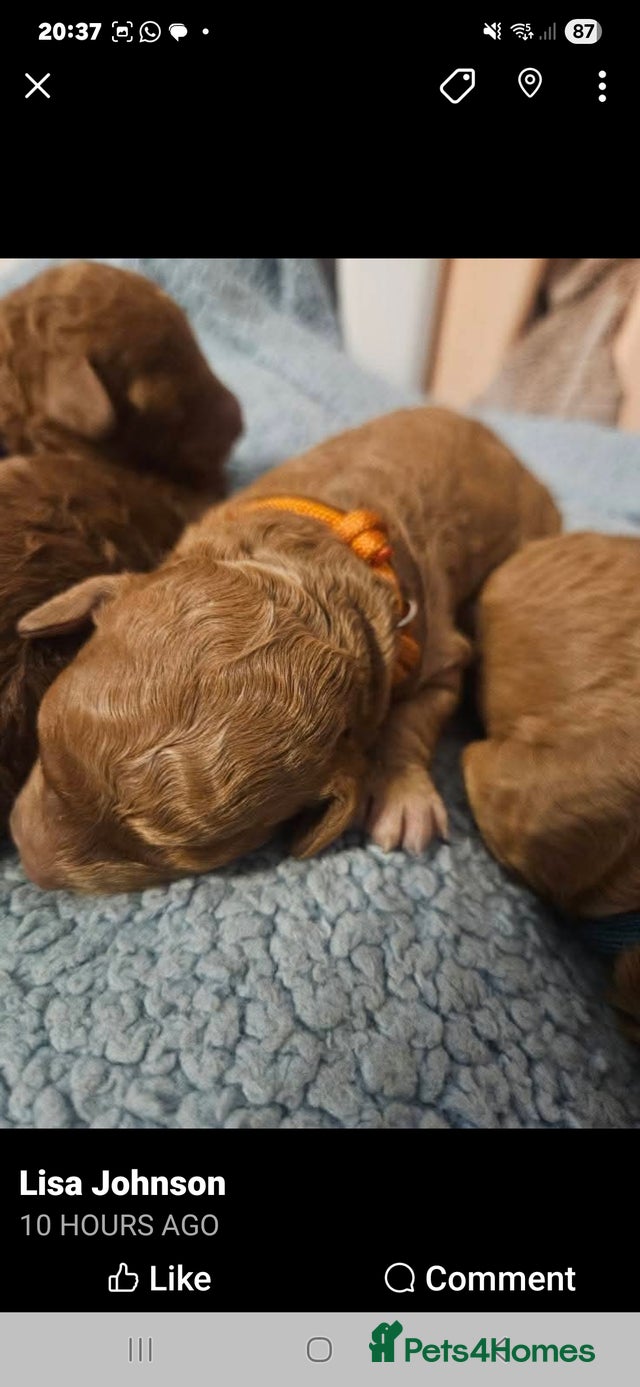 4 cavapoo pups for sale in Blackpool | Pets4Homes