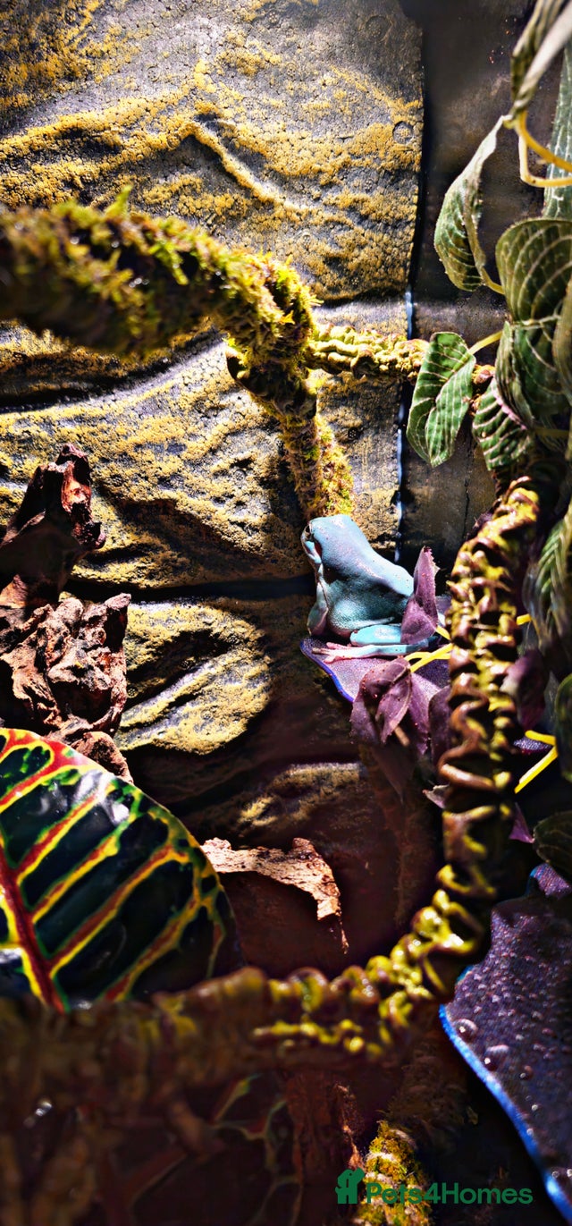 White tree frog for new home for sale in Torquay | Pets4Homes