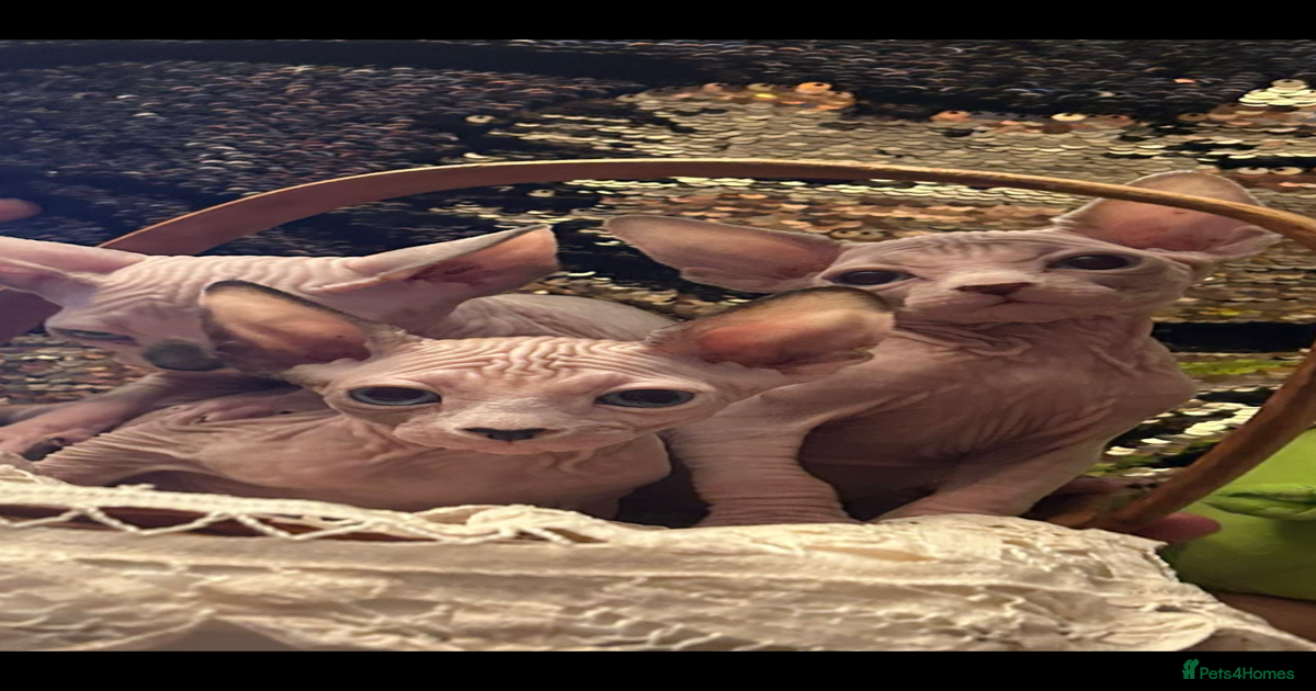 Beautiful sphinx kittens waiting foe you ️ ️ ️🧿 for sale in Dagenham | Pets4Homes