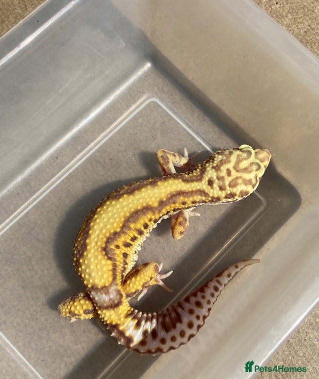 Yellow Leopard Gecko + Full setup for sale in London | Pets4Homes