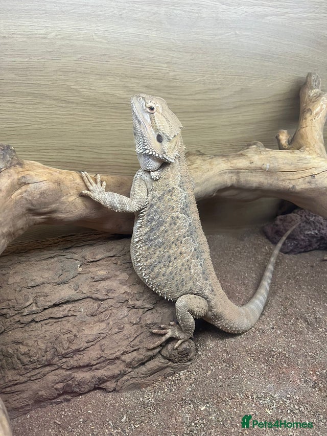 Bearded dragon + vivarium with accessories for sale in Bridgwater ...