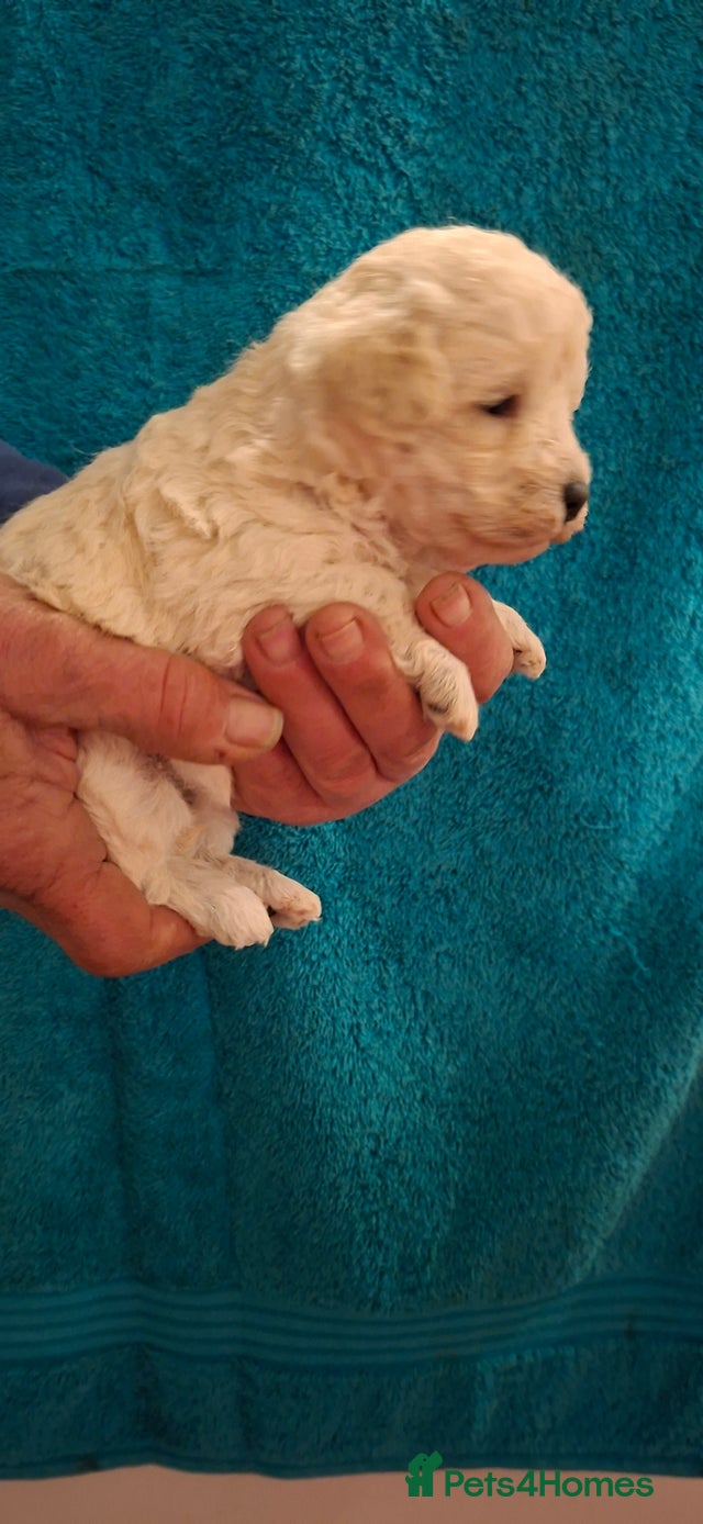 Beautiful mini poodle x bichon frise puppies for sale in Chinnor ...