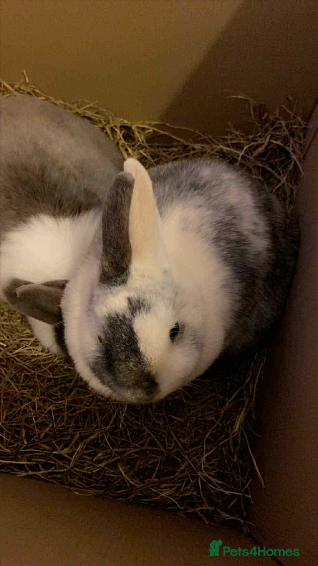 2 female rabbits for sale for sale in Middlesbrough | Pets4Homes