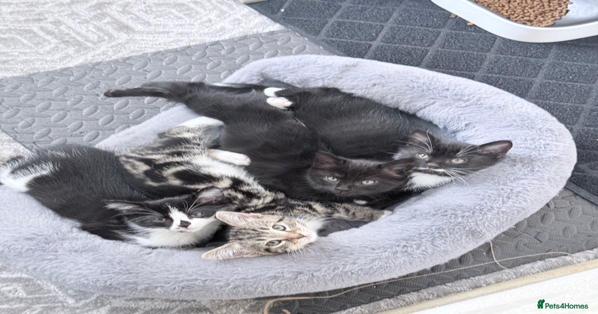 Beautiful mixed kittens for sale for sale in Rochdale | Pets4Homes