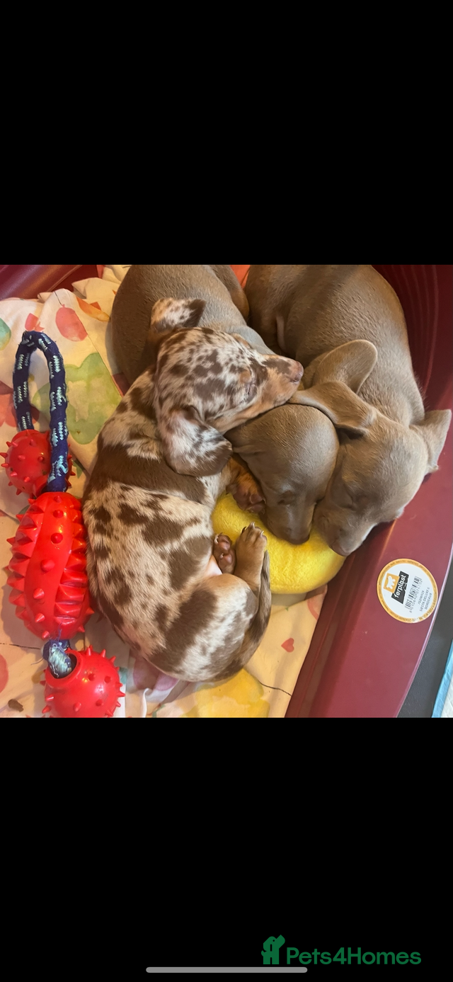 STUD 💙Miniature dachshund Isabelle long hair for stud in Liverpool ...