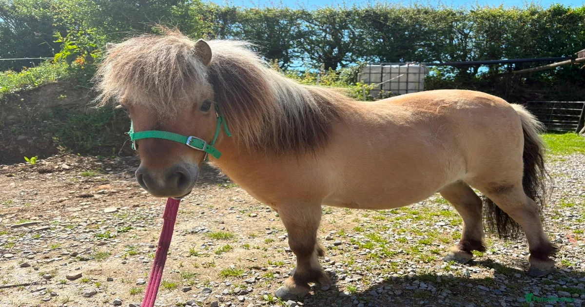 Pony Horses for sale | Pets4Homes