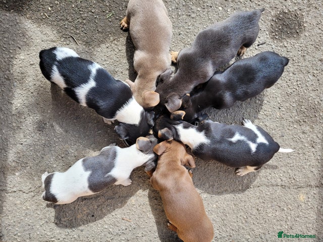 **rare miniature JRT only 1 available** for sale in Harrogate | Pets4Homes