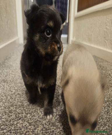 Jackawawa Puppies for sale | Pets4Homes