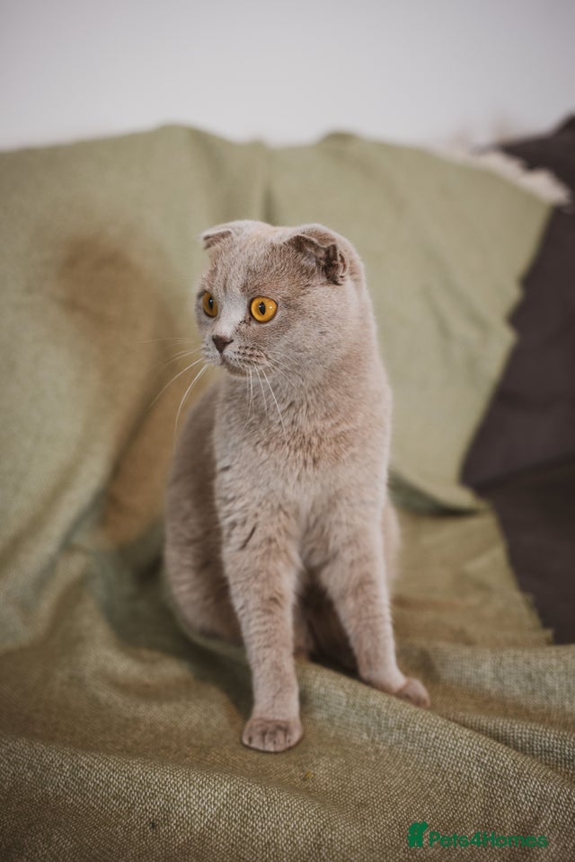 Gorgeous Scottish Fold and straight kittens for sale in Lutterworth ...