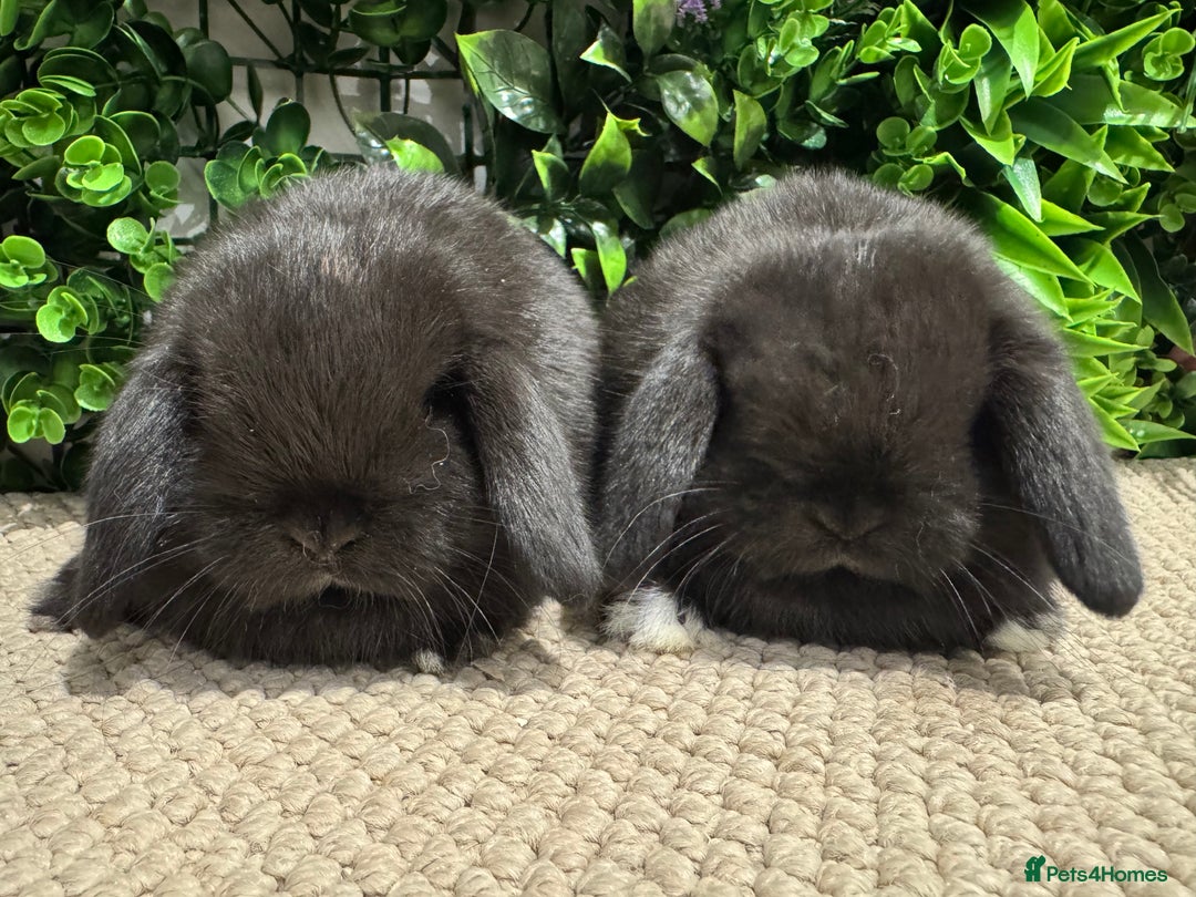 5 mini lops ready to reserve for sale in Harleston | Pets4Homes