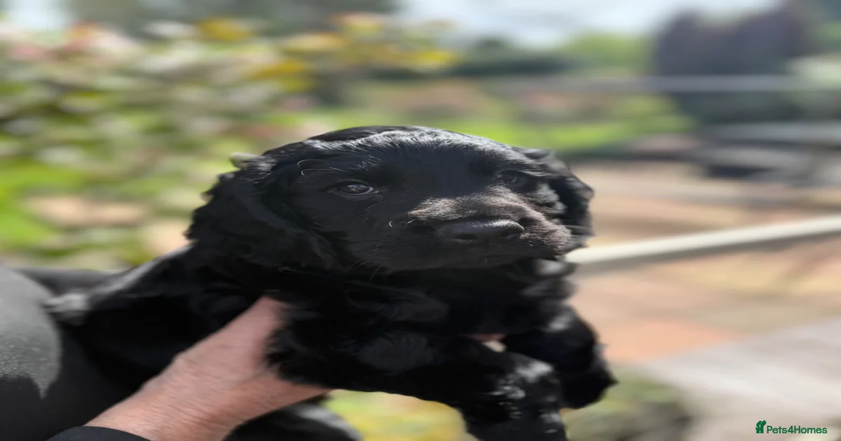 Pets for families Cocker Spaniel Puppies for sale | Pets4Homes