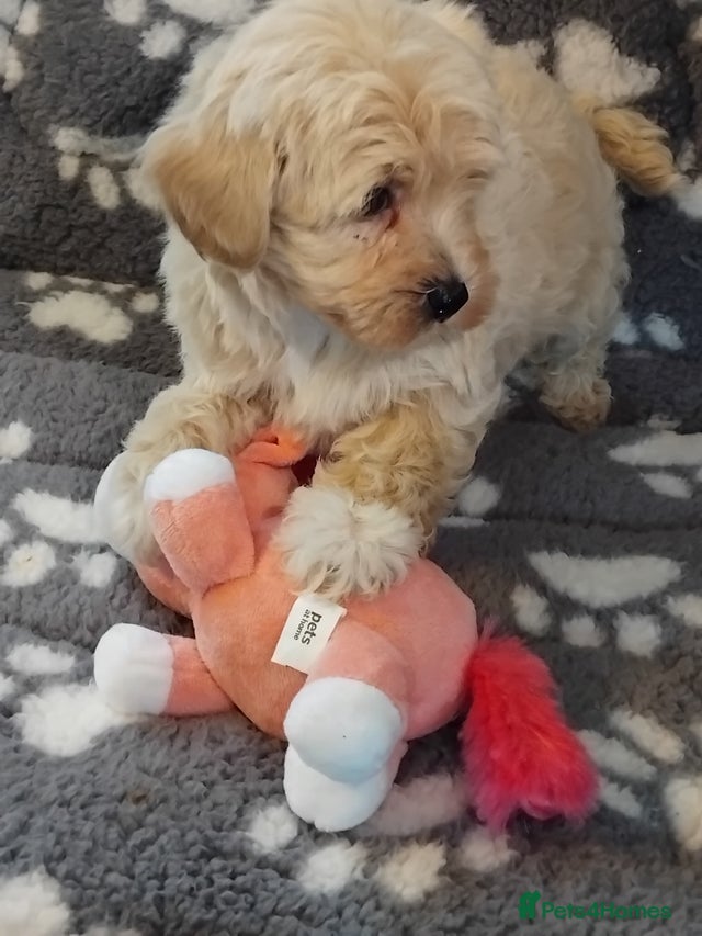 Maltipoo puppies for sale in Doncaster | Pets4Homes