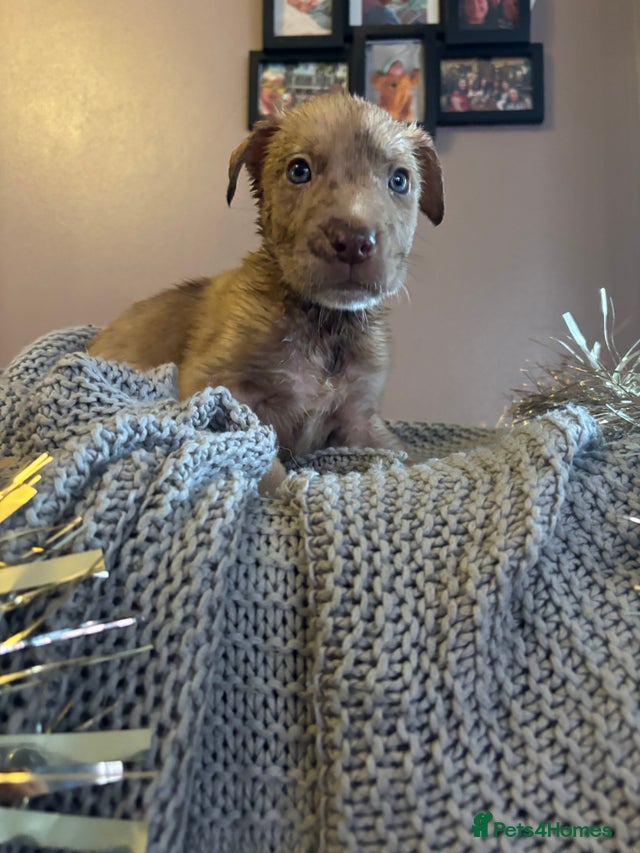 Husky X American Mastiff for sale in Nottingham | Pets4Homes