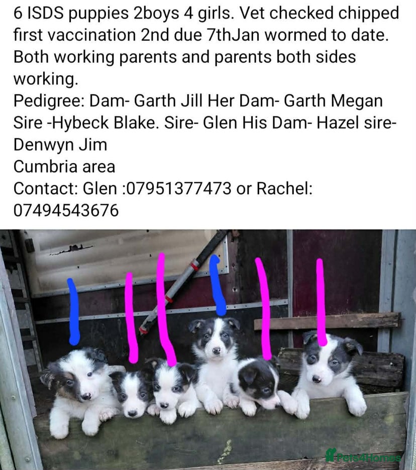 Border Collie puppiesb for sale in Carlisle | Pets4Homes