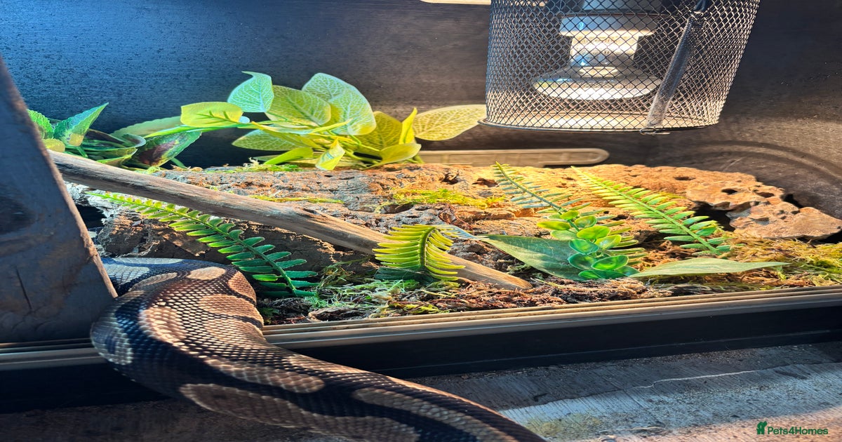 Normal morph ball python with or WITHOUT enclosure for sale in Wolverhampton | Pets4Homes