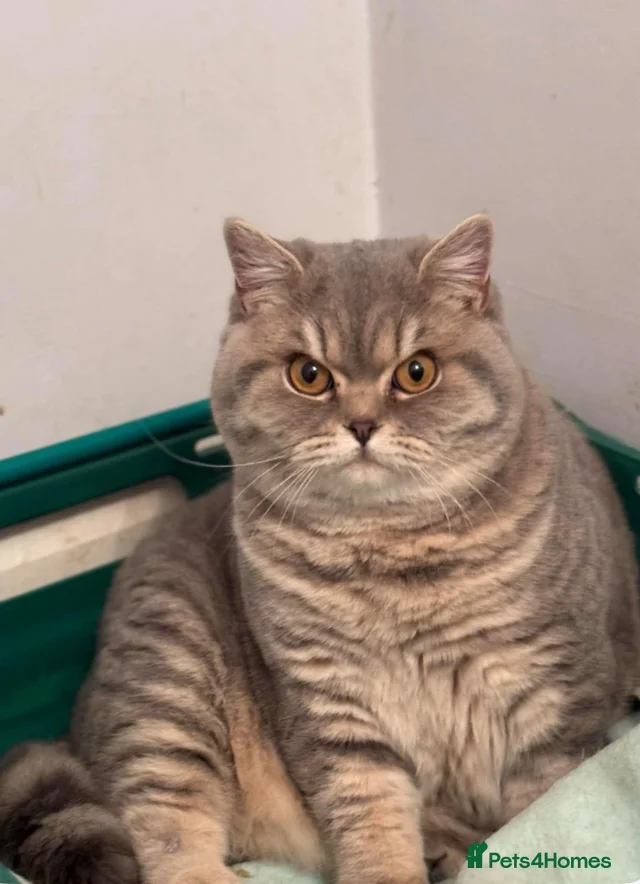GCCF blue spotte male for sale in Sutton-in-Ashfield | Pets4Homes